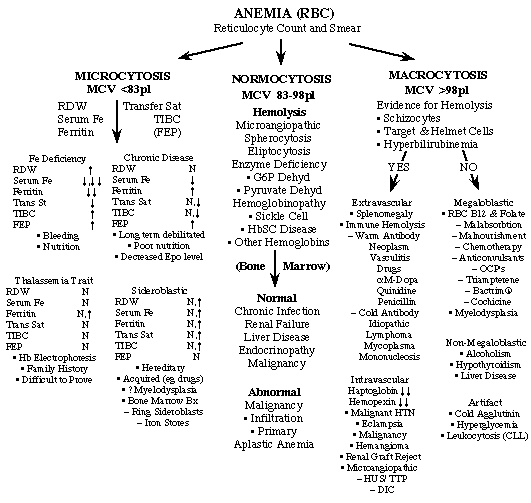Evaluation of Anemia